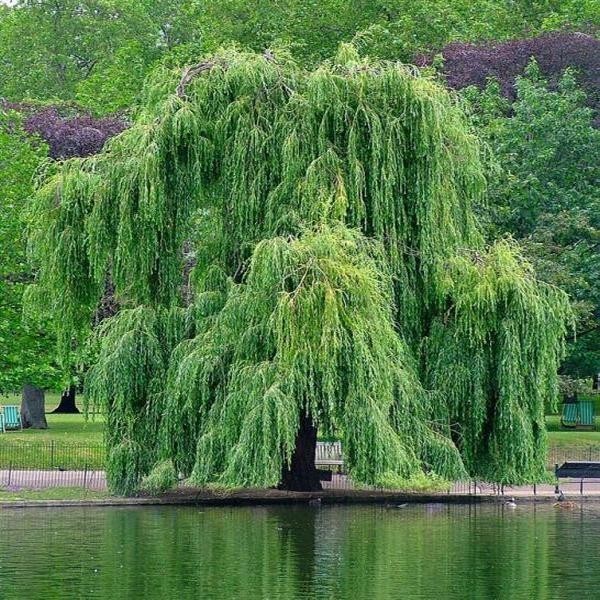 Vrba bílá (salicin) kapsle 500mg